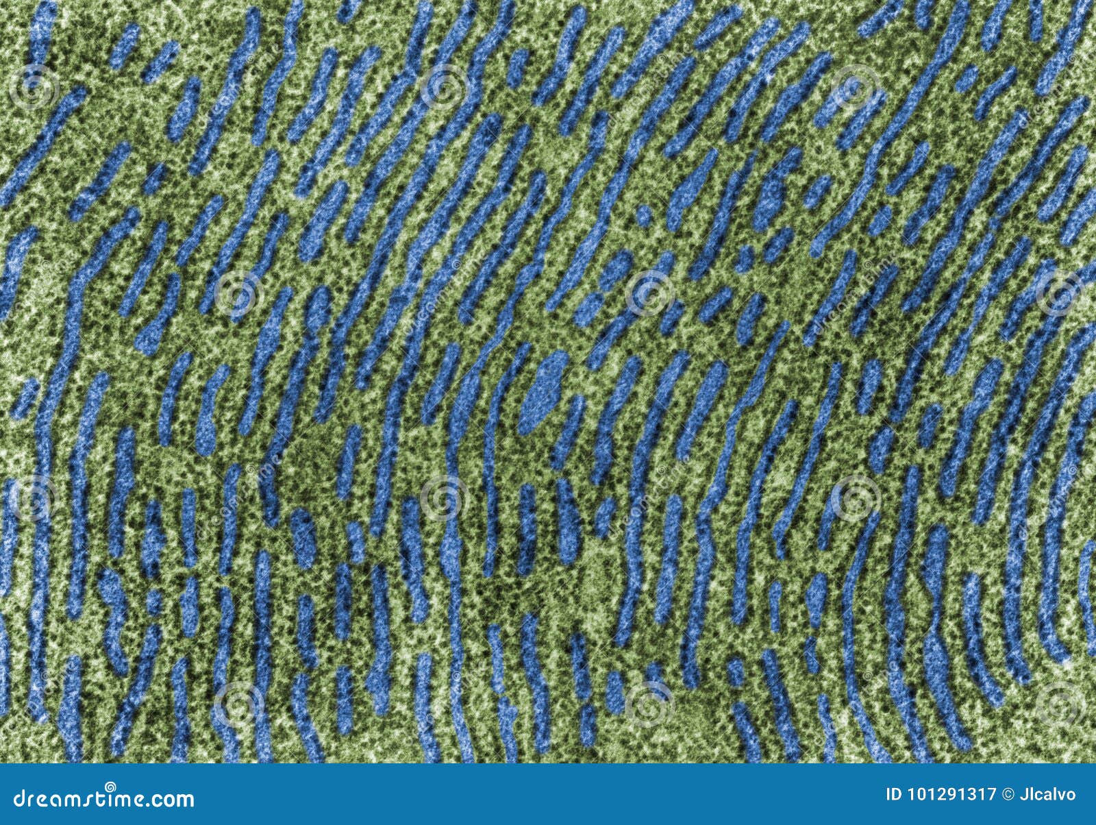 Endoplasmic Reticulum Microscope