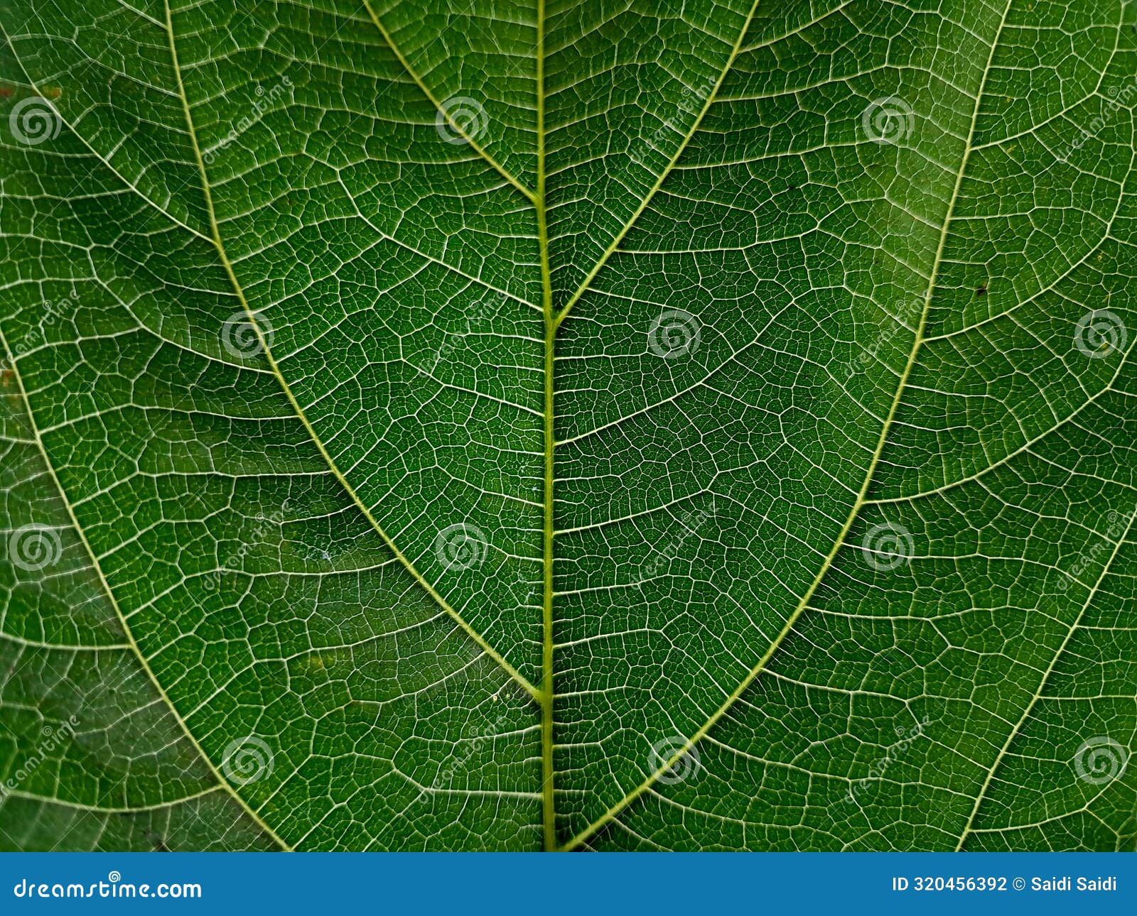 Rough Fibrous Green Leaves Background Stock Photo - Image of nature ...