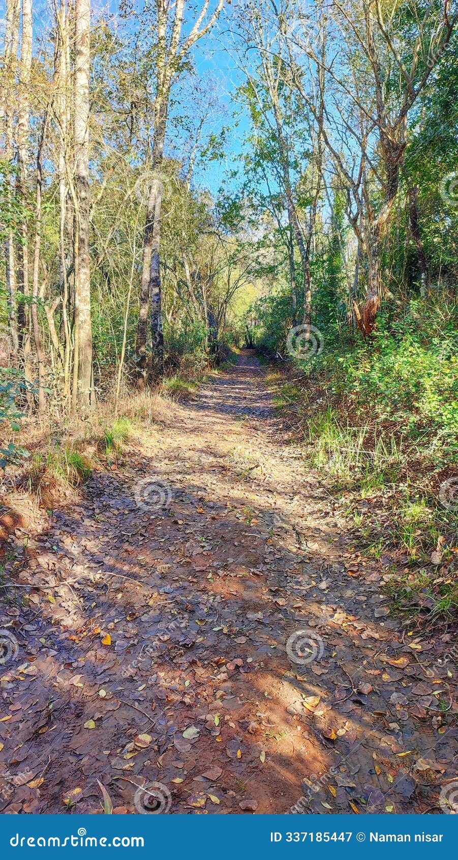 A Rough Forest Walking Path Stock Image - Image of nature, walking ...