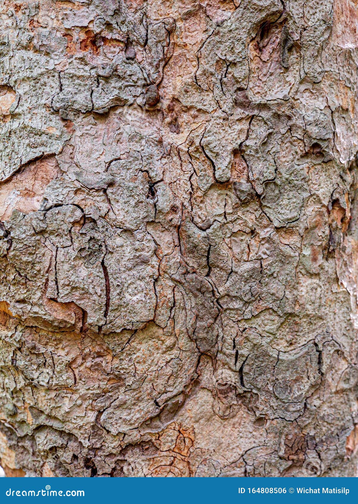Rough Furrow on the Patterned Bark Stock Photo - Image of natural ...