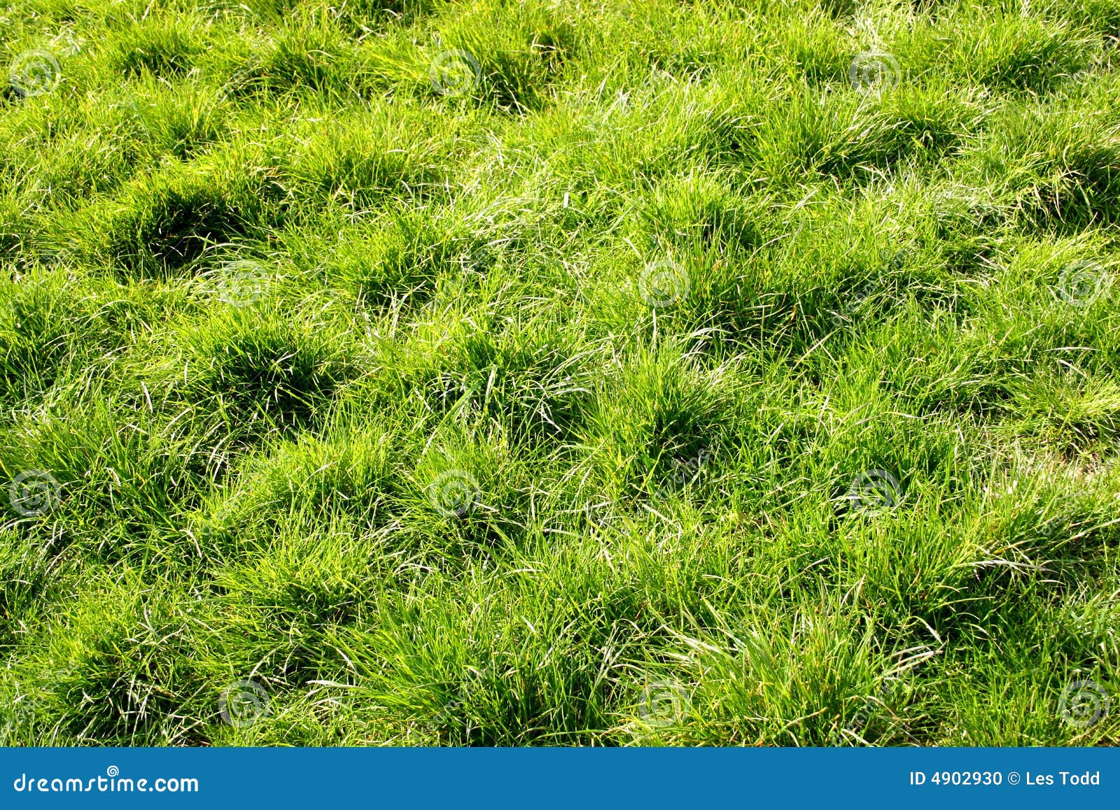 Rough grass stock photo. Image of texture, green, tufts - 4902930