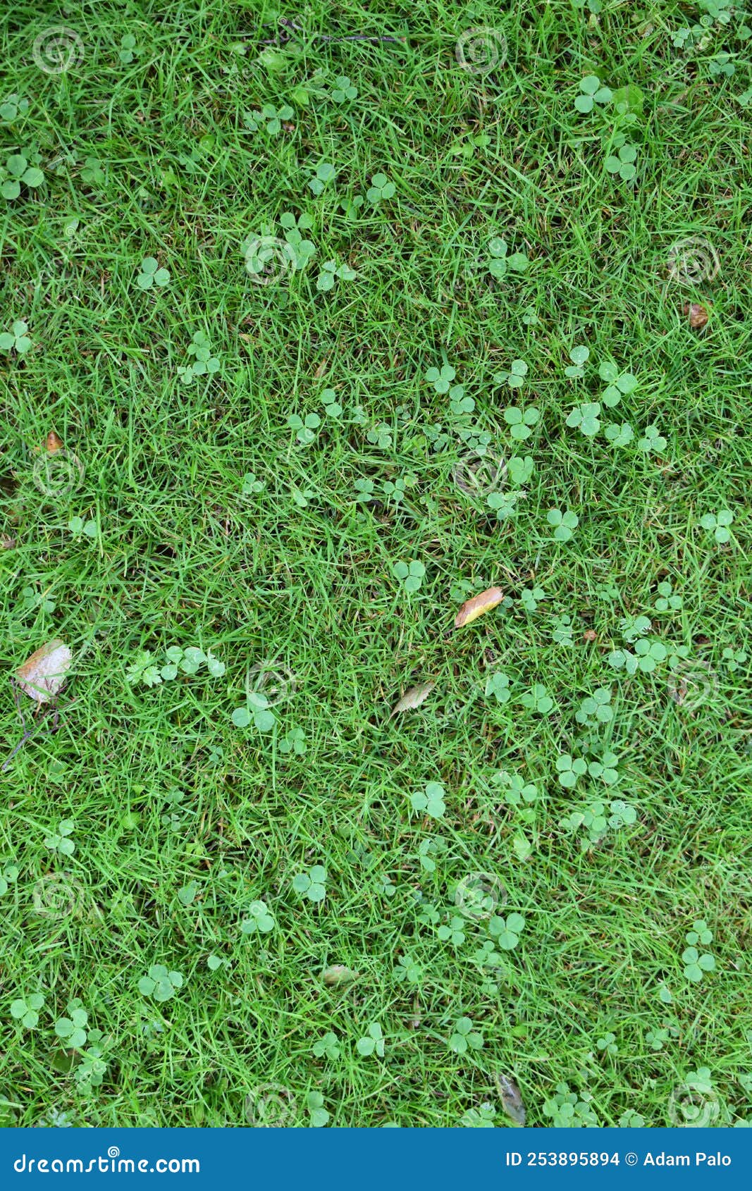 Rough Grass Texture with Bright Green Color Stock Photo - Image of ...