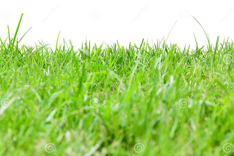 Rough grass stock image. Image of tall, soft, garden - 44526403