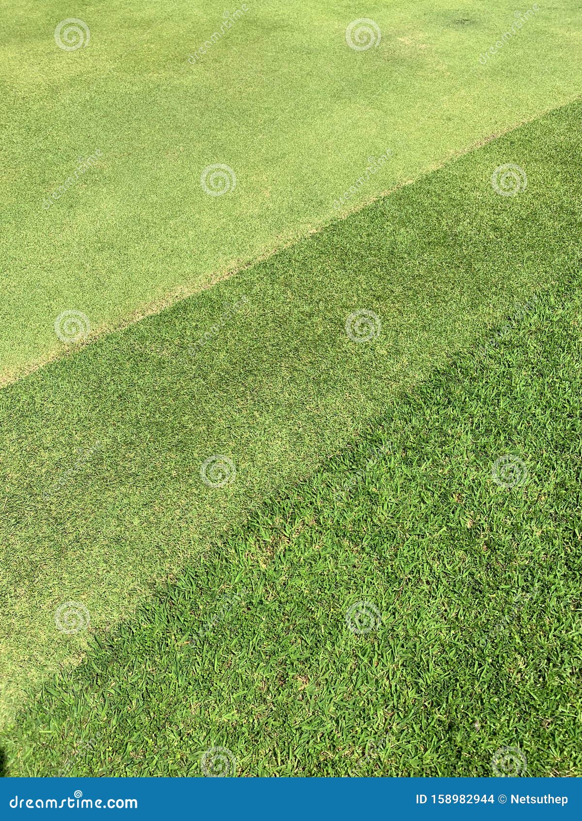 Rough Green Grass from Golf Ground Stock Photo - Image of rough, nature ...