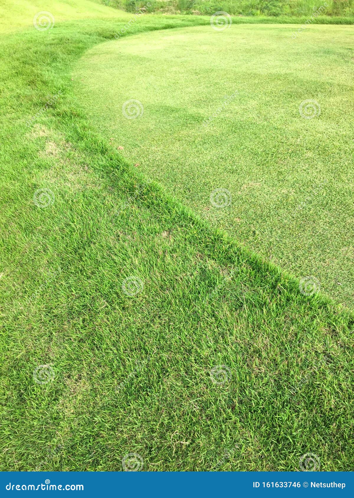 Rough Green Grass from Golf Ground Stock Photo - Image of game ...