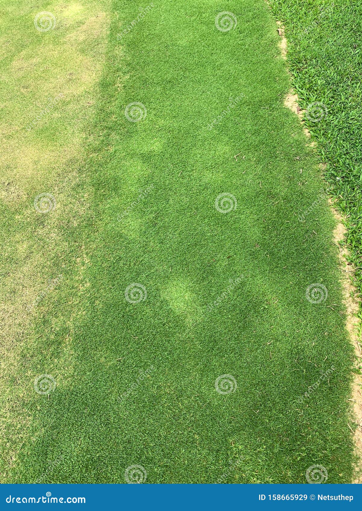 Rough Green Grass from Golf Ground Stock Image - Image of football ...