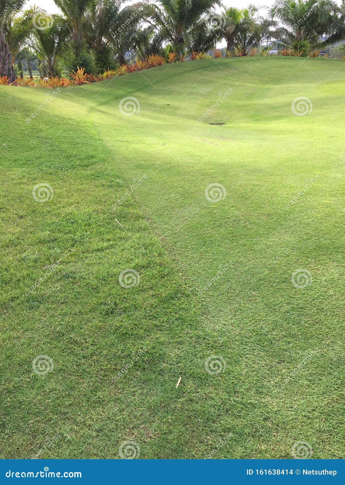 Rough Green Grass from Tropical Golf Ground Stock Photo - Image of ...