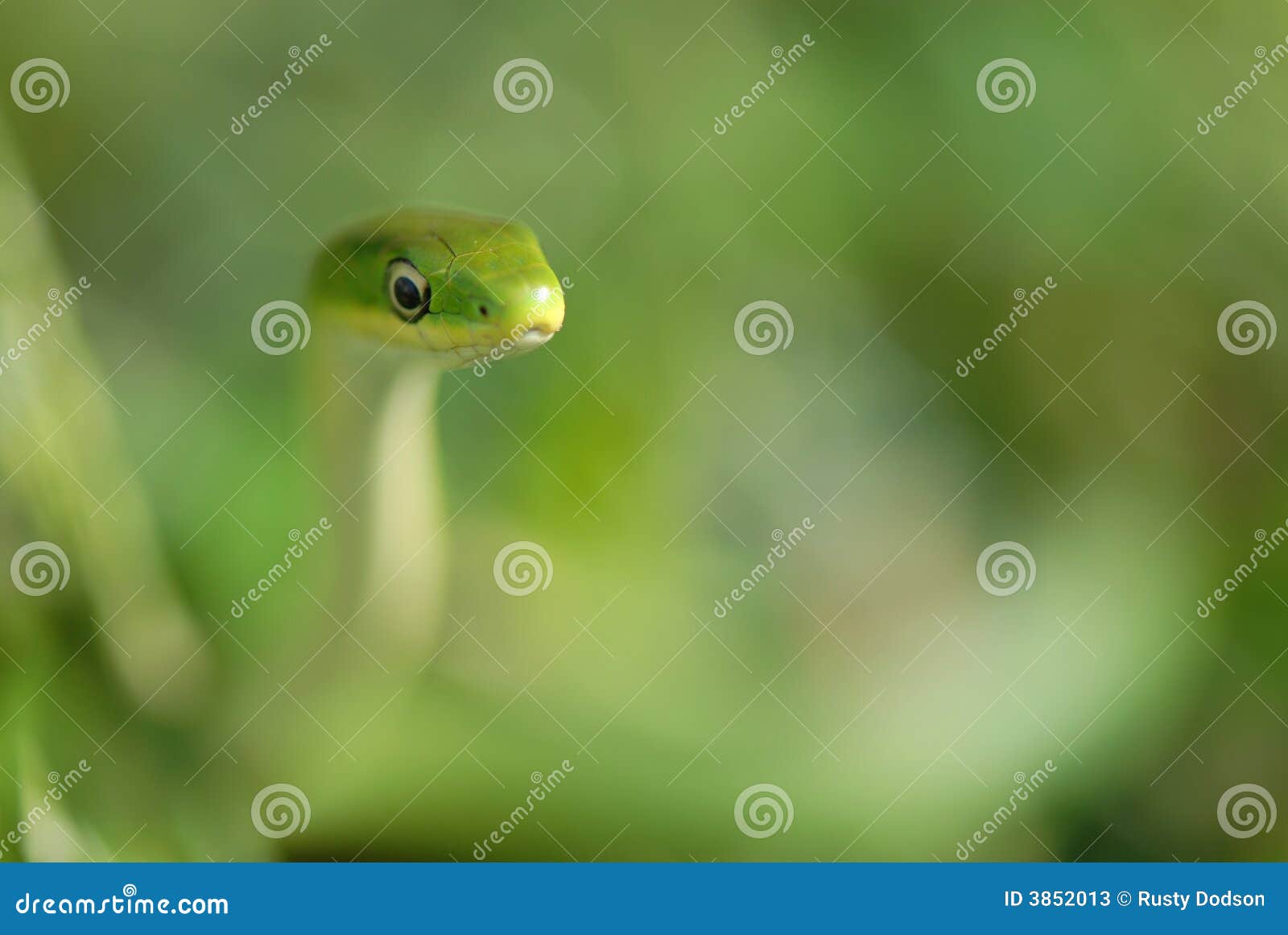 4,882 Field Snake Stock Photos - Free & Royalty-Free Stock Photos from ...