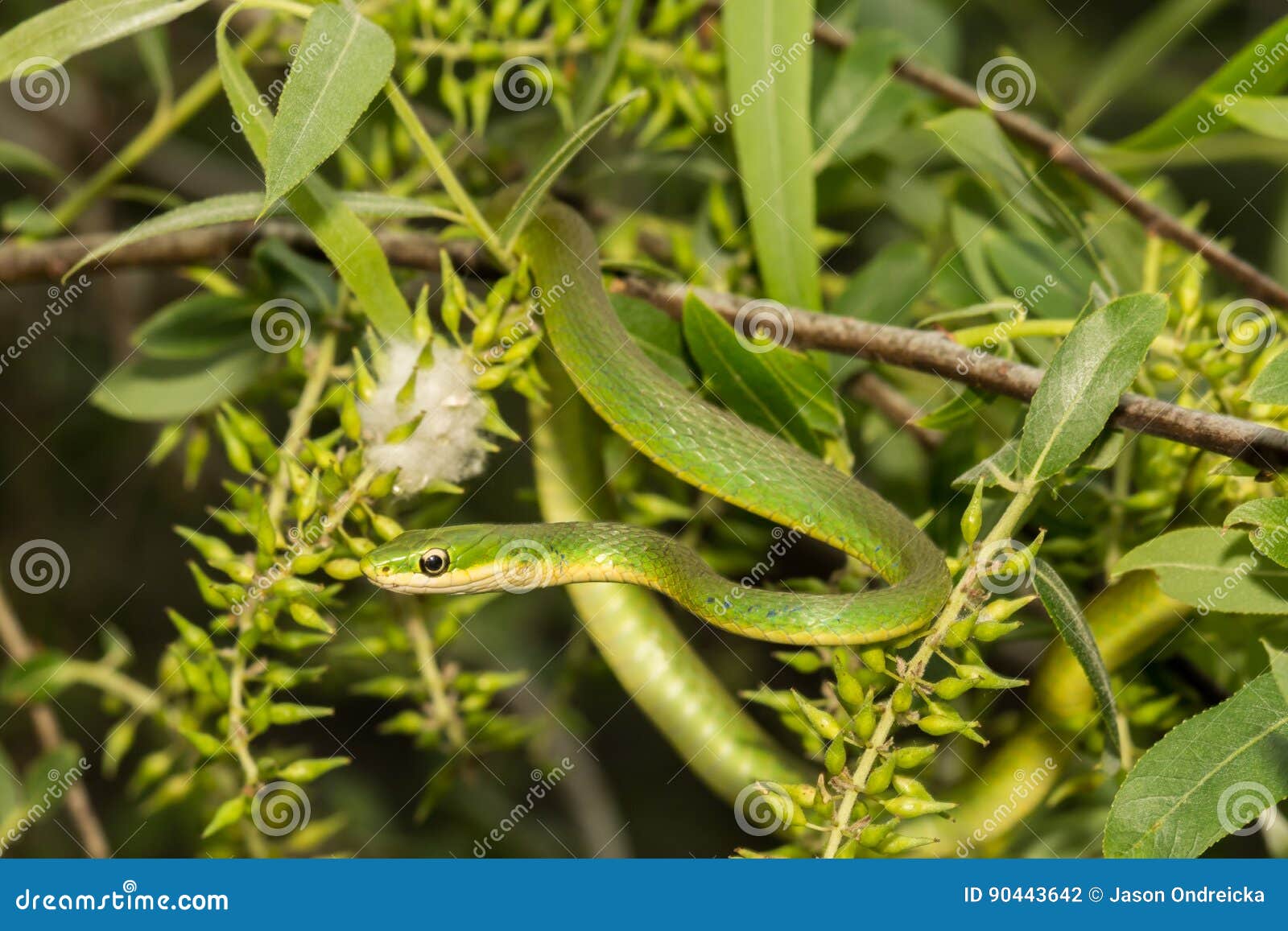 Rough Green Snake Royalty-Free Stock Image | CartoonDealer.com #3747790