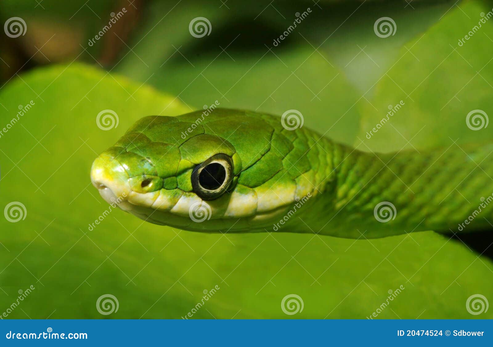 Rough Green Snake Closeup, stock photo. Image of reptile - 20474524