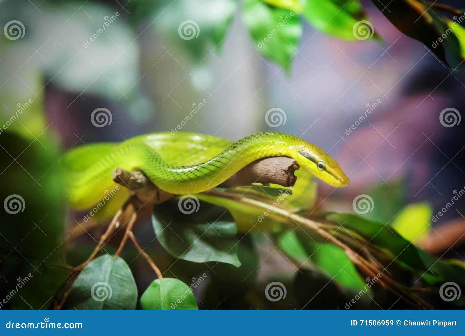 Rough Green Snake on Jungle Stock Image - Image of forest, mamba: 71506959