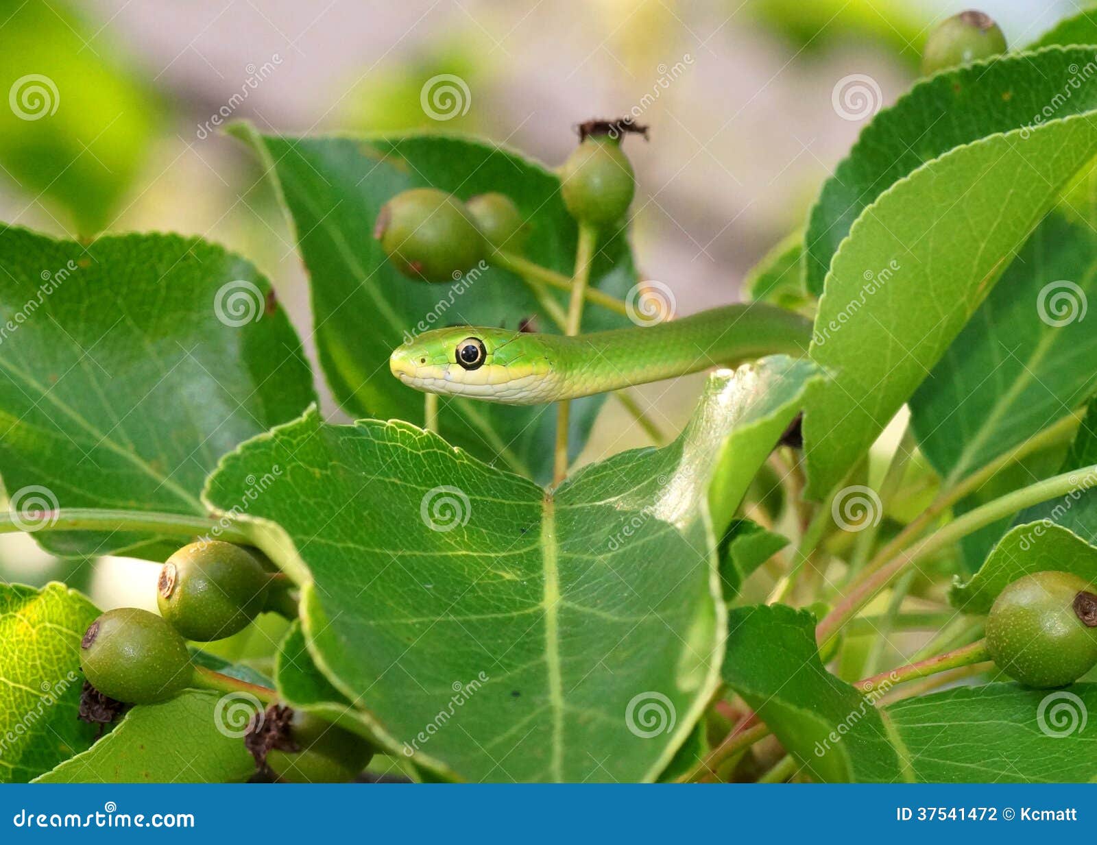 Rough Green Snake, Opheodrys Aestivus Stock Photo - Image of reptile ...