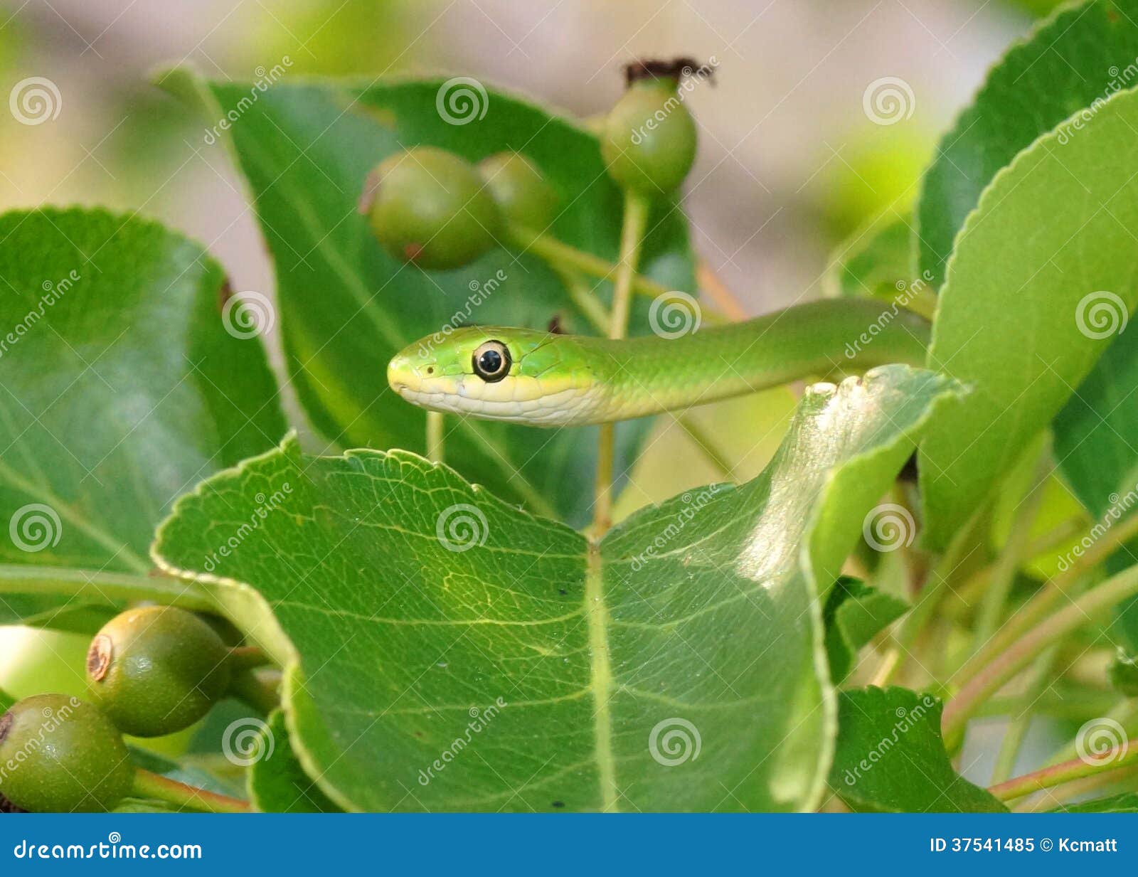 Rough Green Snake