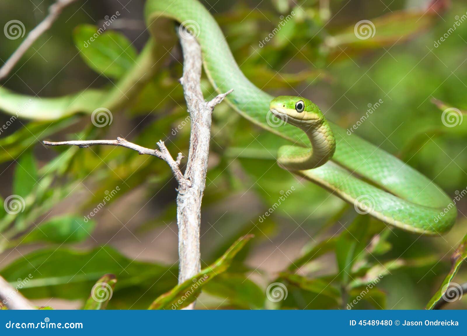 Rough Green Snake stock photo. Image of field, incredible - 45489480