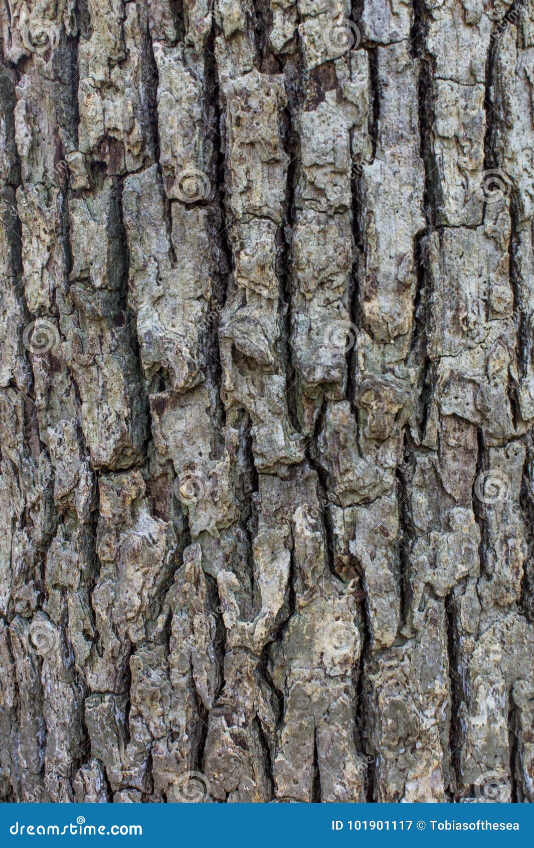 Grey tree bark background stock image. Image of forest - 101901117