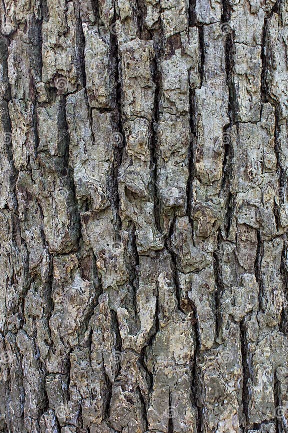 Grey tree bark background stock image. Image of forest - 101901117