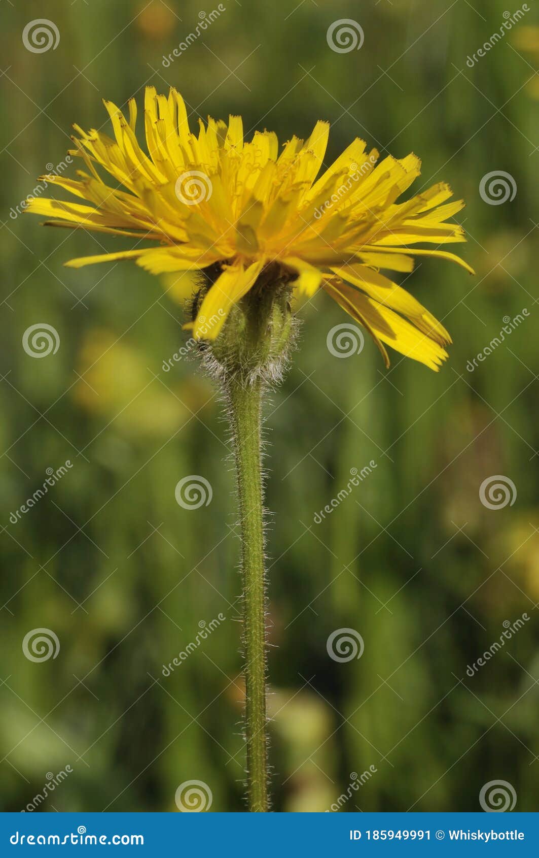 Rough Hawkbit stock image. Image of wildflower, common - 185949991