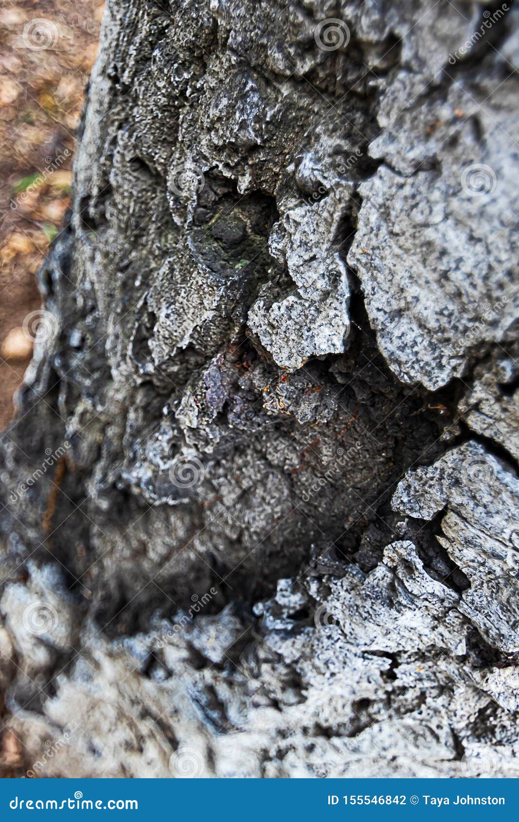 Rough Intricate Texture of the California Live Oak Tree Stock Photo ...