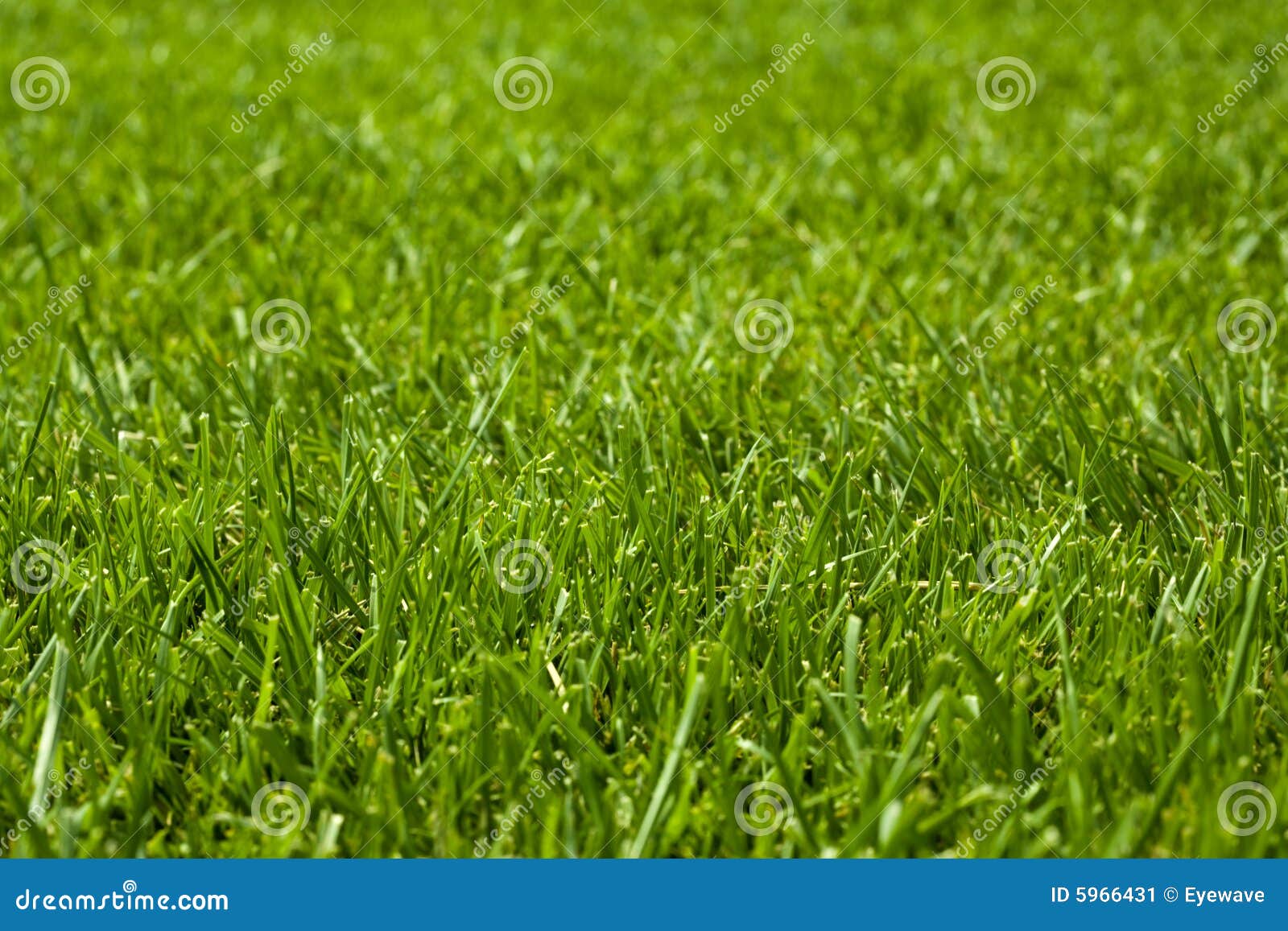 Rough lawn close up stock image. Image of rough, nature - 5966431