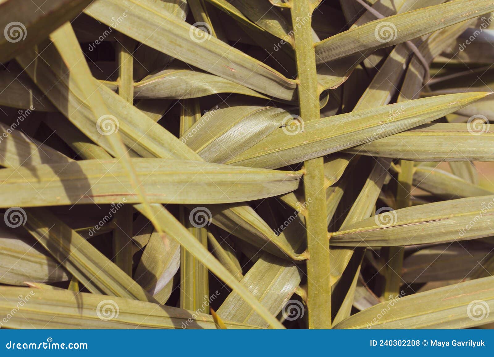 Rough Leaves Natural Background Stock Photo - Image of foliage, outdoor ...
