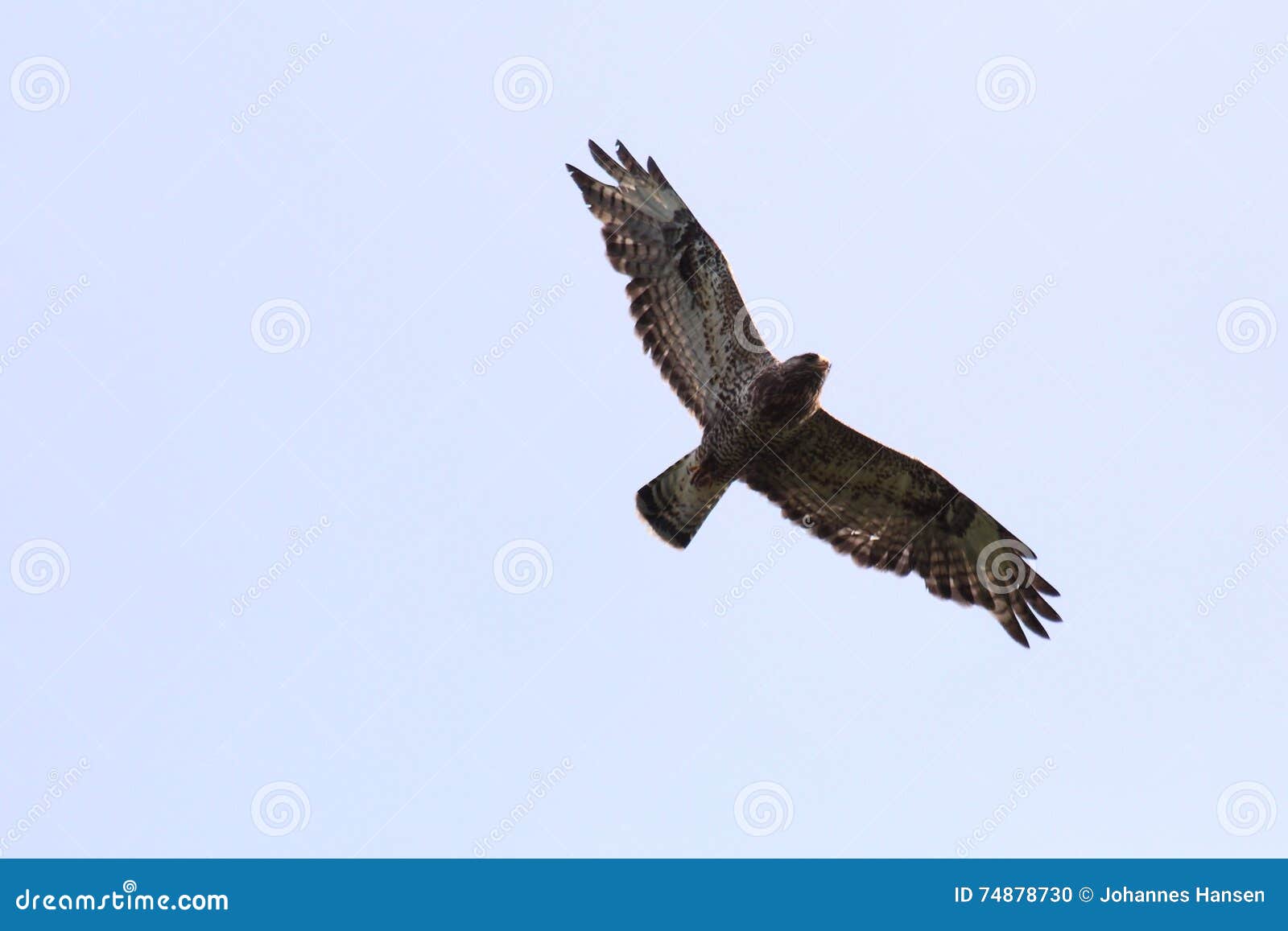 Rough-legged Buzzard (Buteo Lagopus) in-flight from Below Stock Photo ...
