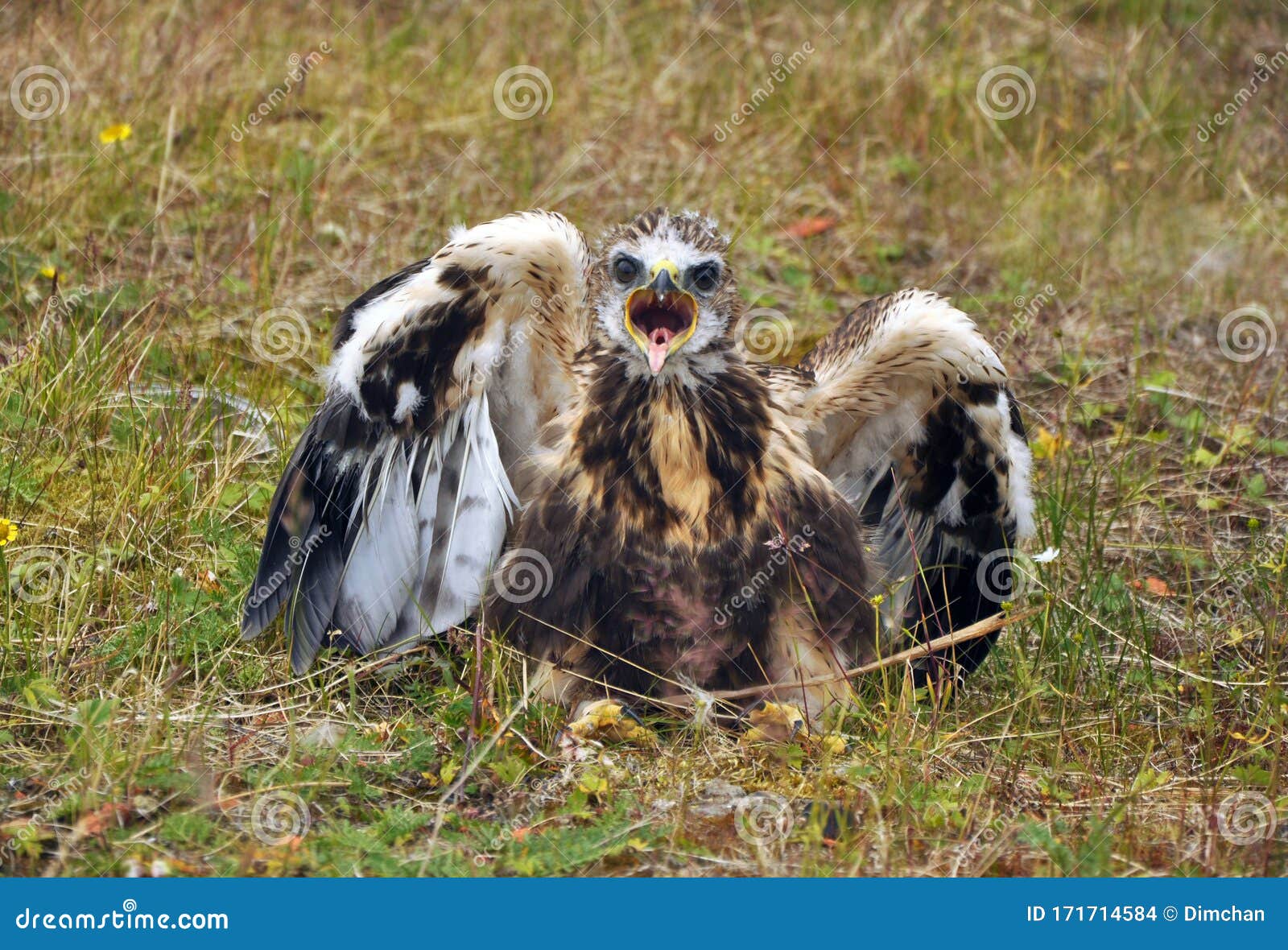 A Rough-legged Buzzard Chick Stock Photo - Image of baby, buteo: 171714584