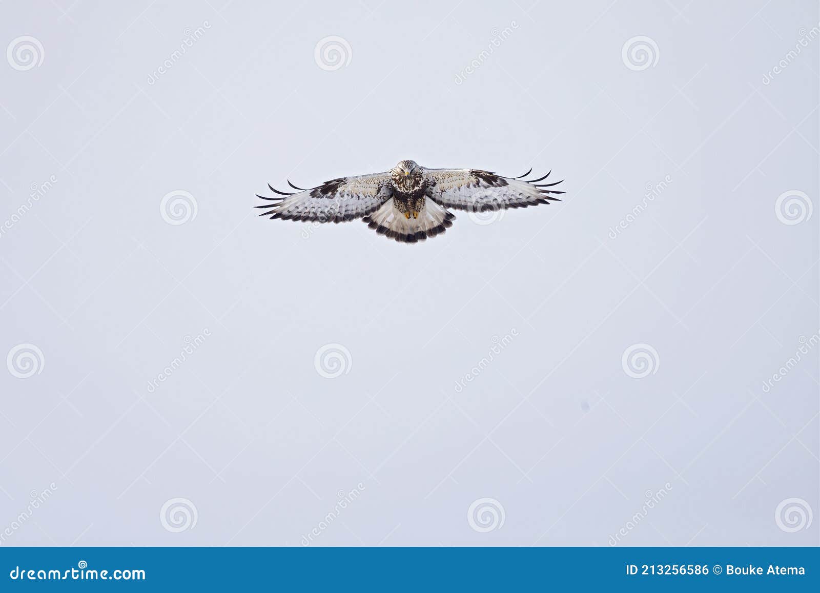 A Rough-legged Buzzard Hovering in Search for Prey Stock Photo - Image ...