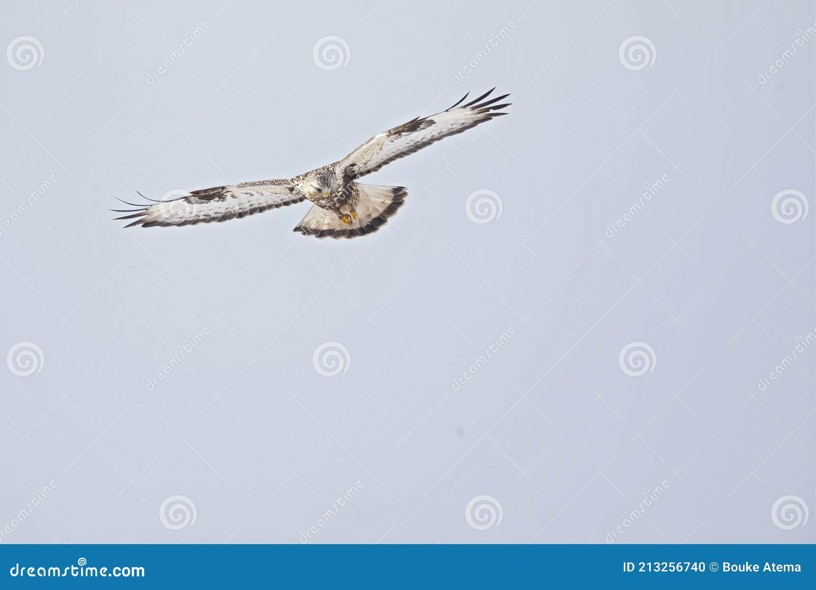 A Rough-legged Buzzard Hovering in Search for Prey Stock Photo - Image ...