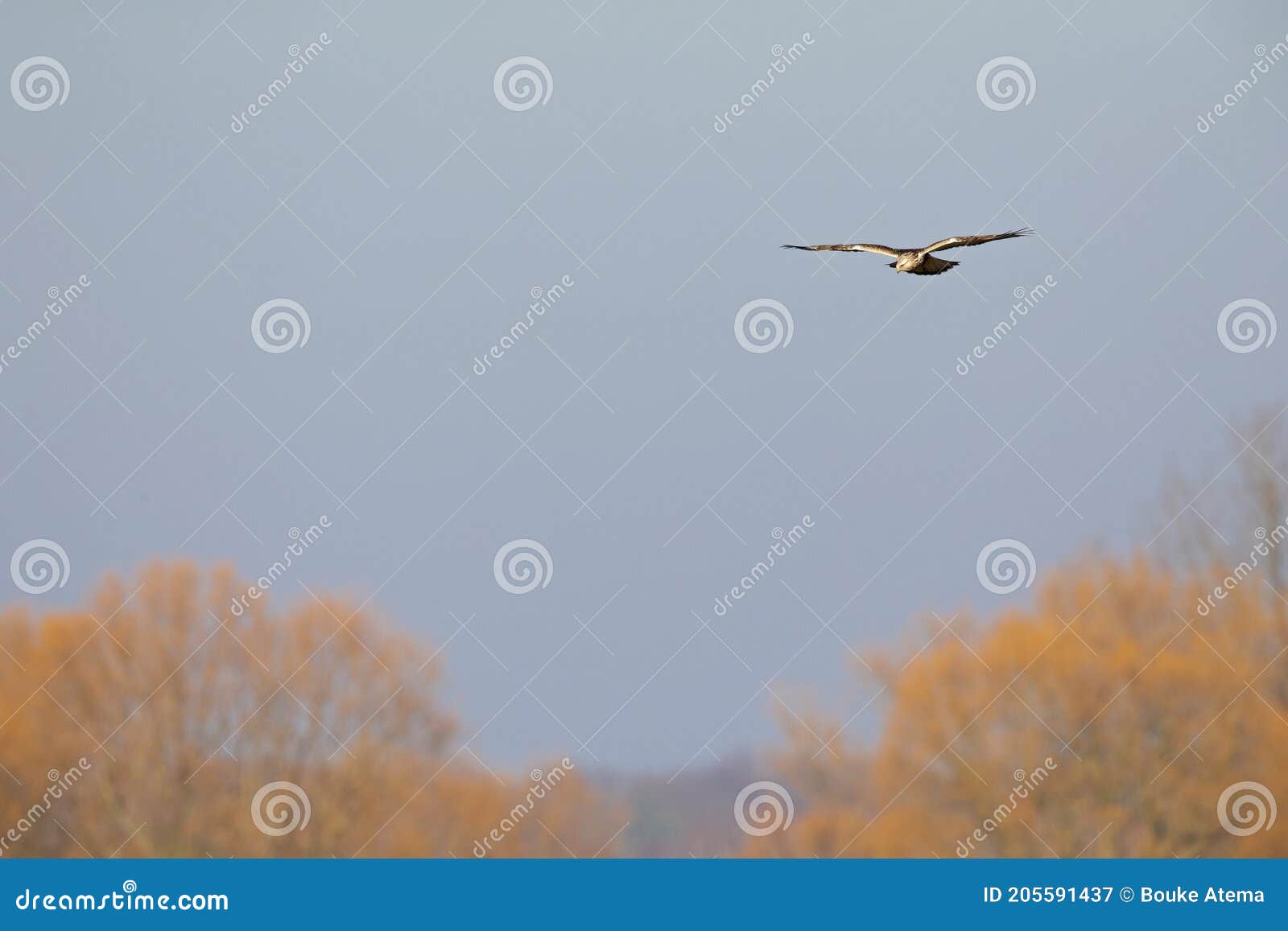 A Rough-legged Buzzard Hovering in Search for Prey Stock Image - Image ...