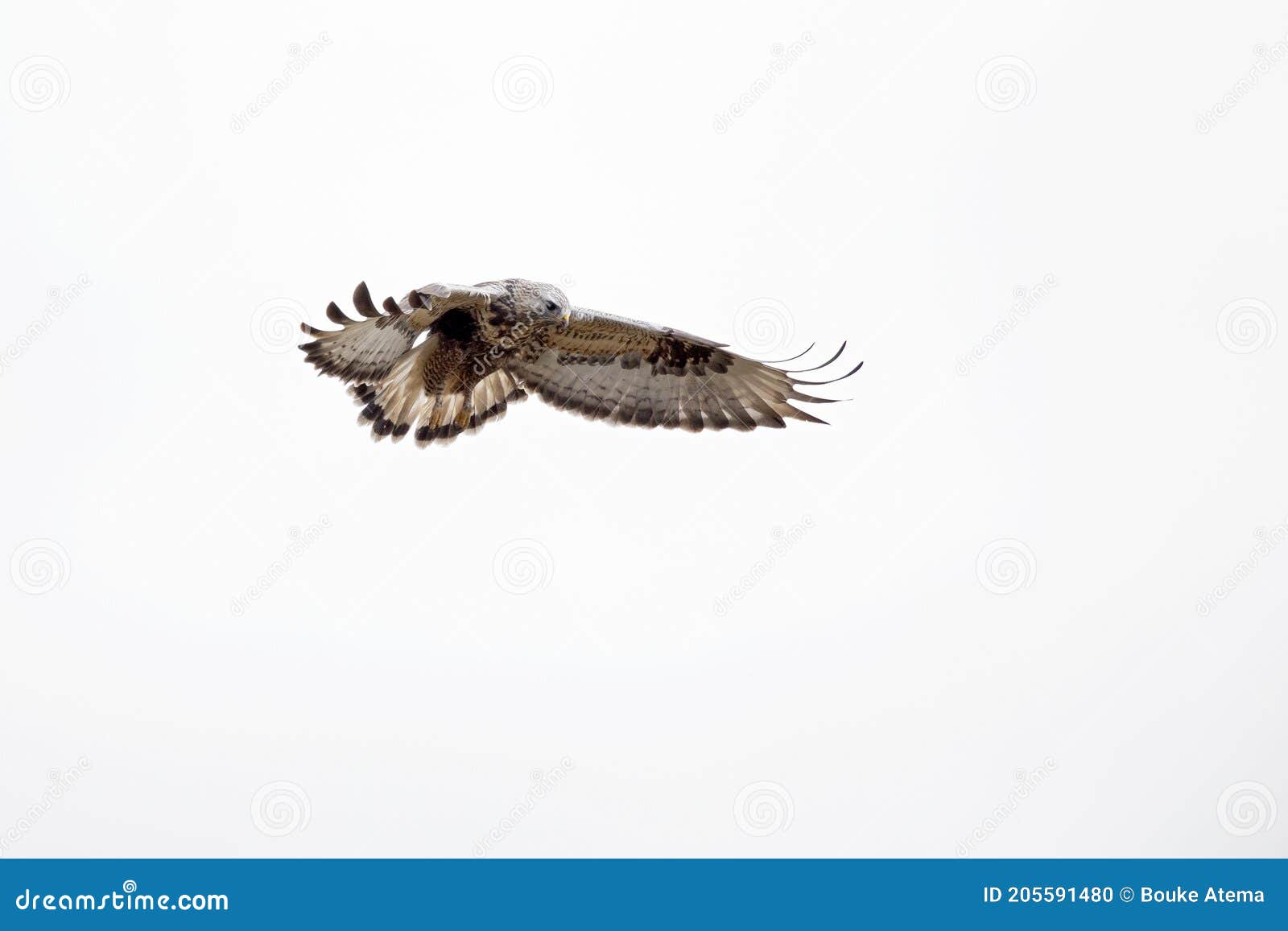 A Rough-legged Buzzard Hovering in Search for Prey Stock Photo - Image ...