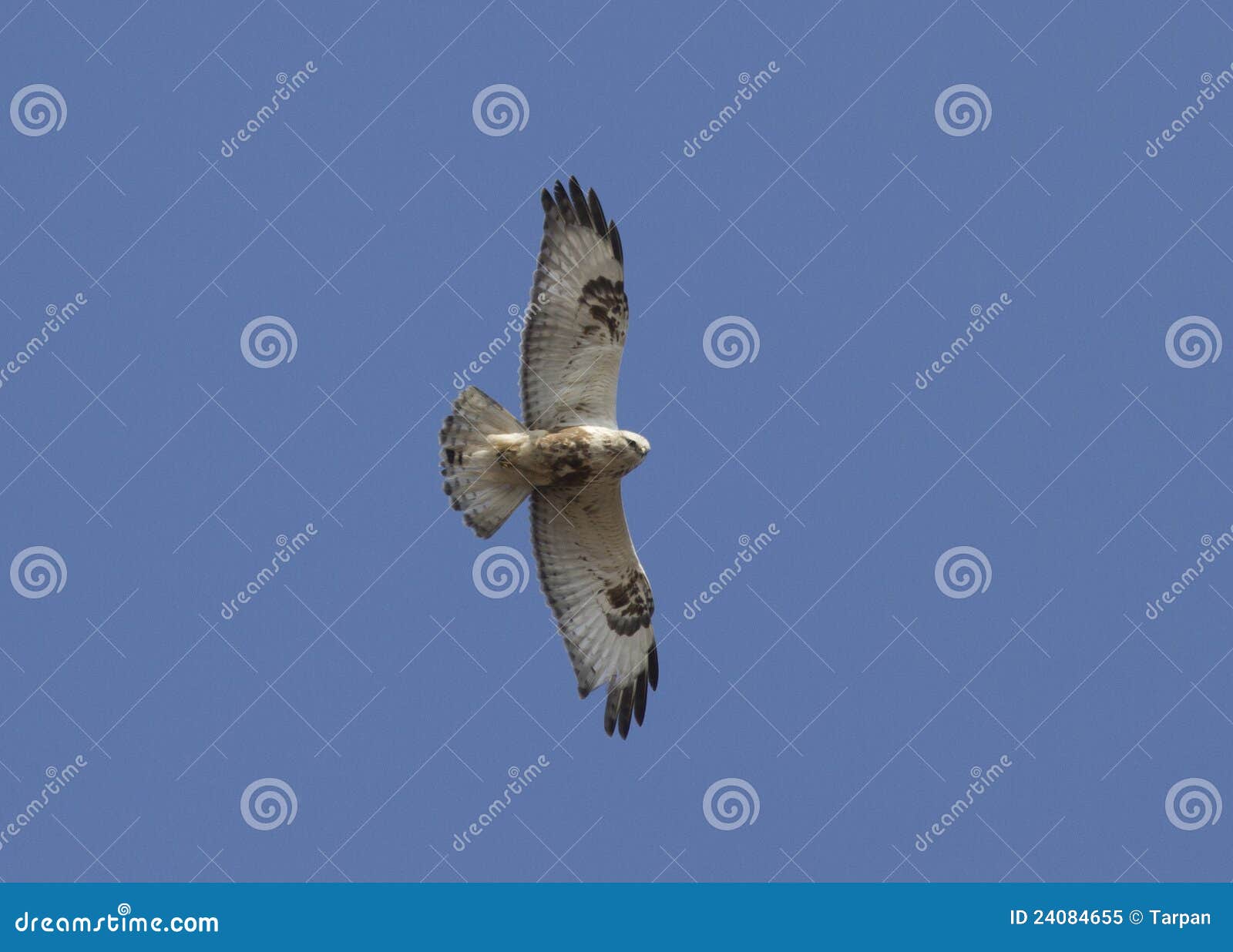 Rough-legged Buzzard Soaring in the Blue Sky-1. Stock Image - Image of ...