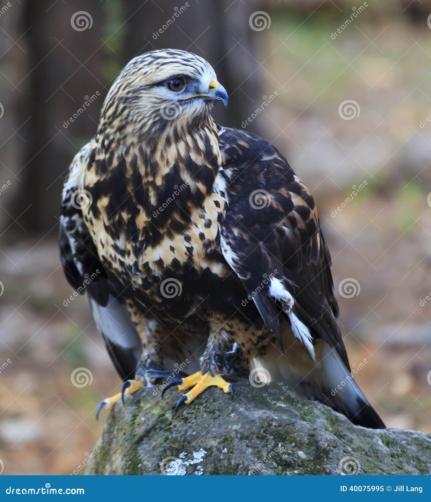 Rough-Legged Hawk stock image. Image of birds, called - 40075995