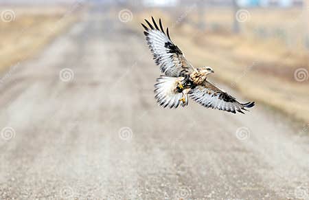 Rough Legged Hawk in Flight with Mouse Stock Photo - Image of rough ...