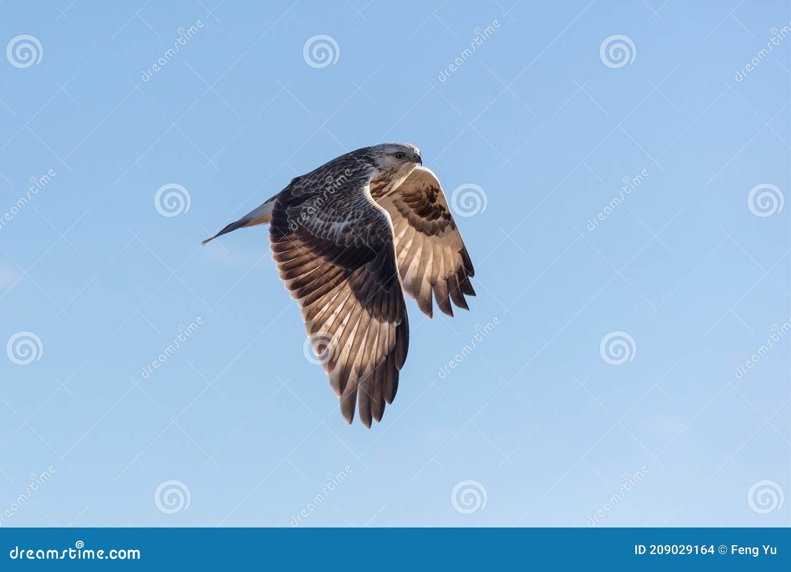 Rough legged Hawk stock photo. Image of nature, hawk - 209029164