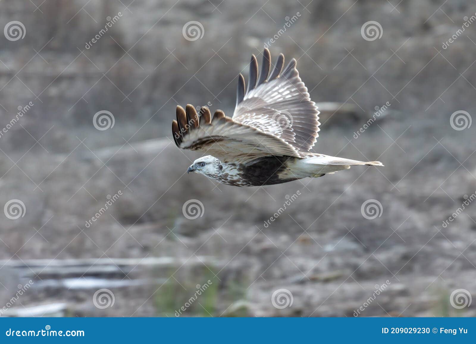 Rough legged Hawk stock photo. Image of nature, birds - 209029230