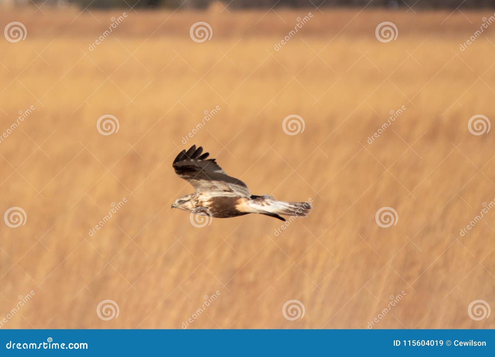 Rough Legged Hawk Gliding stock image. Image of raptor - 115604019