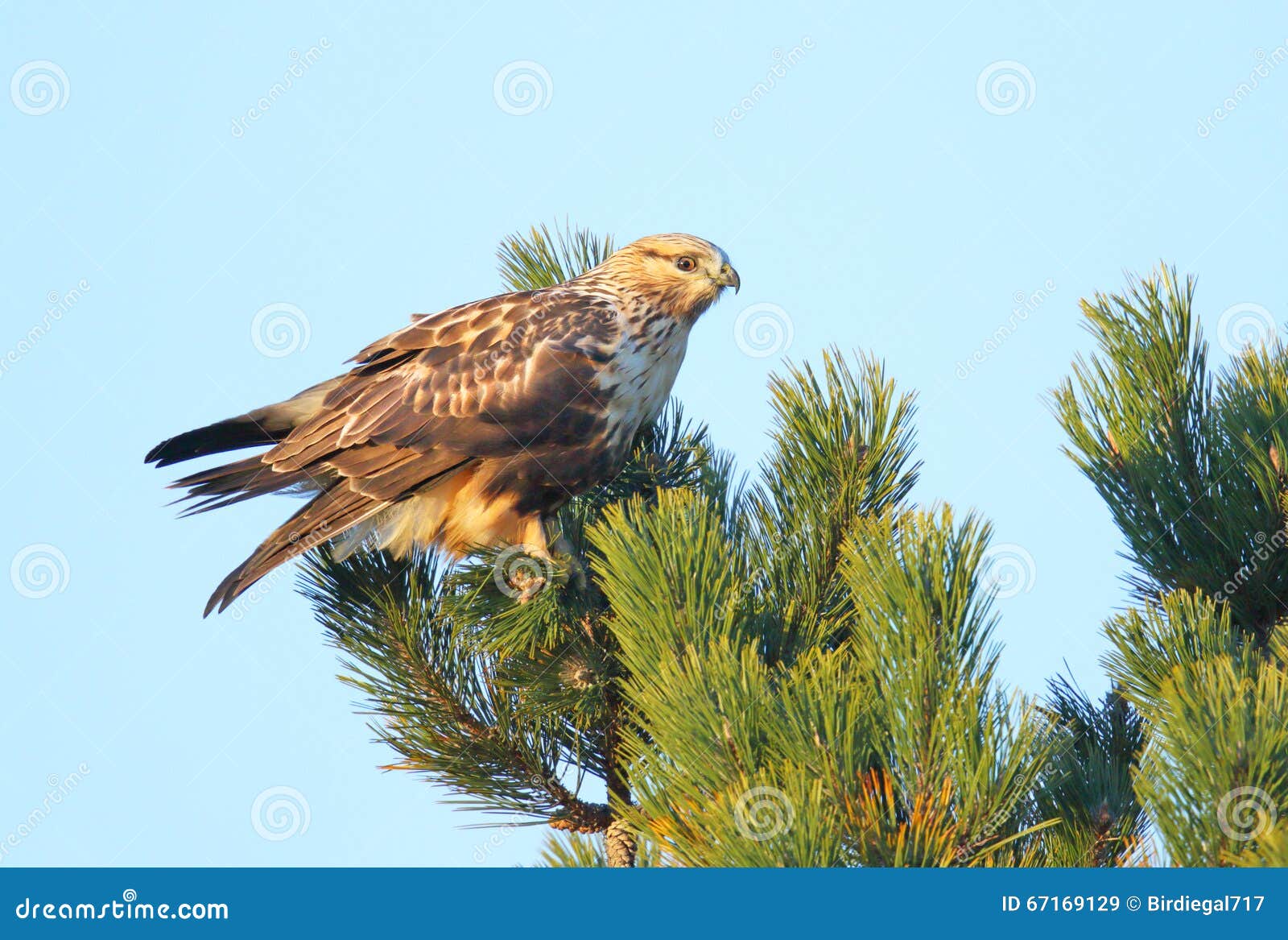 Rough-legged Hawk Perched on a Tree, British Columbia, Canada Stock ...