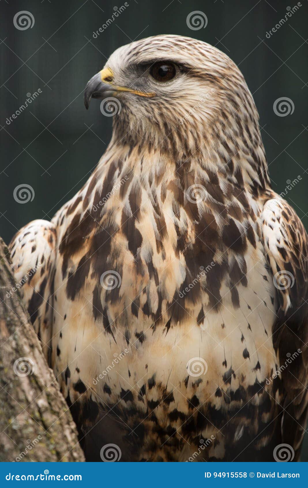 Rough-legged Hawk stock photo. Image of eyes, cage, brown - 94915558