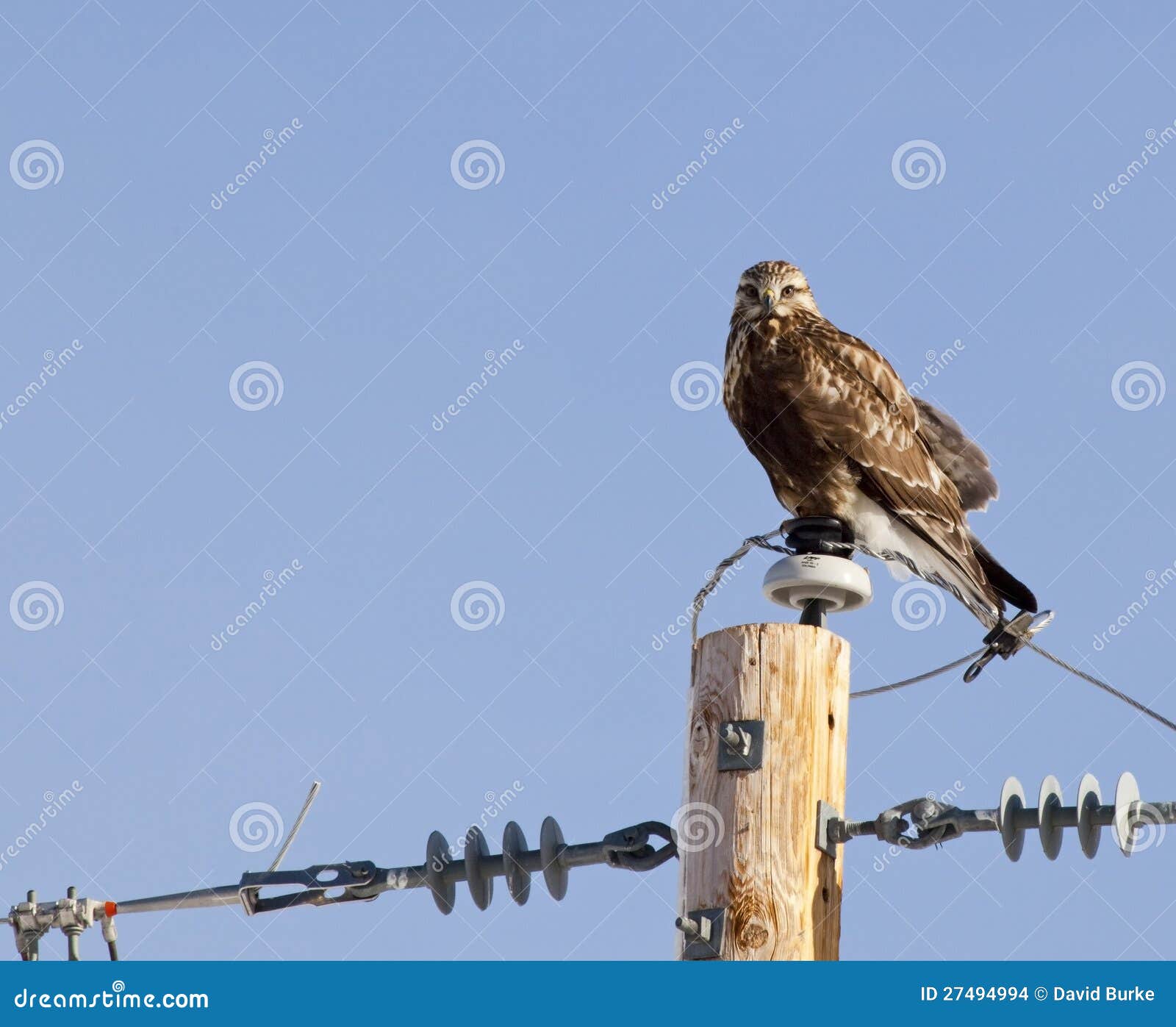 Rough-legged Hawk on Telephone Pole Stock Photo - Image of roosting ...