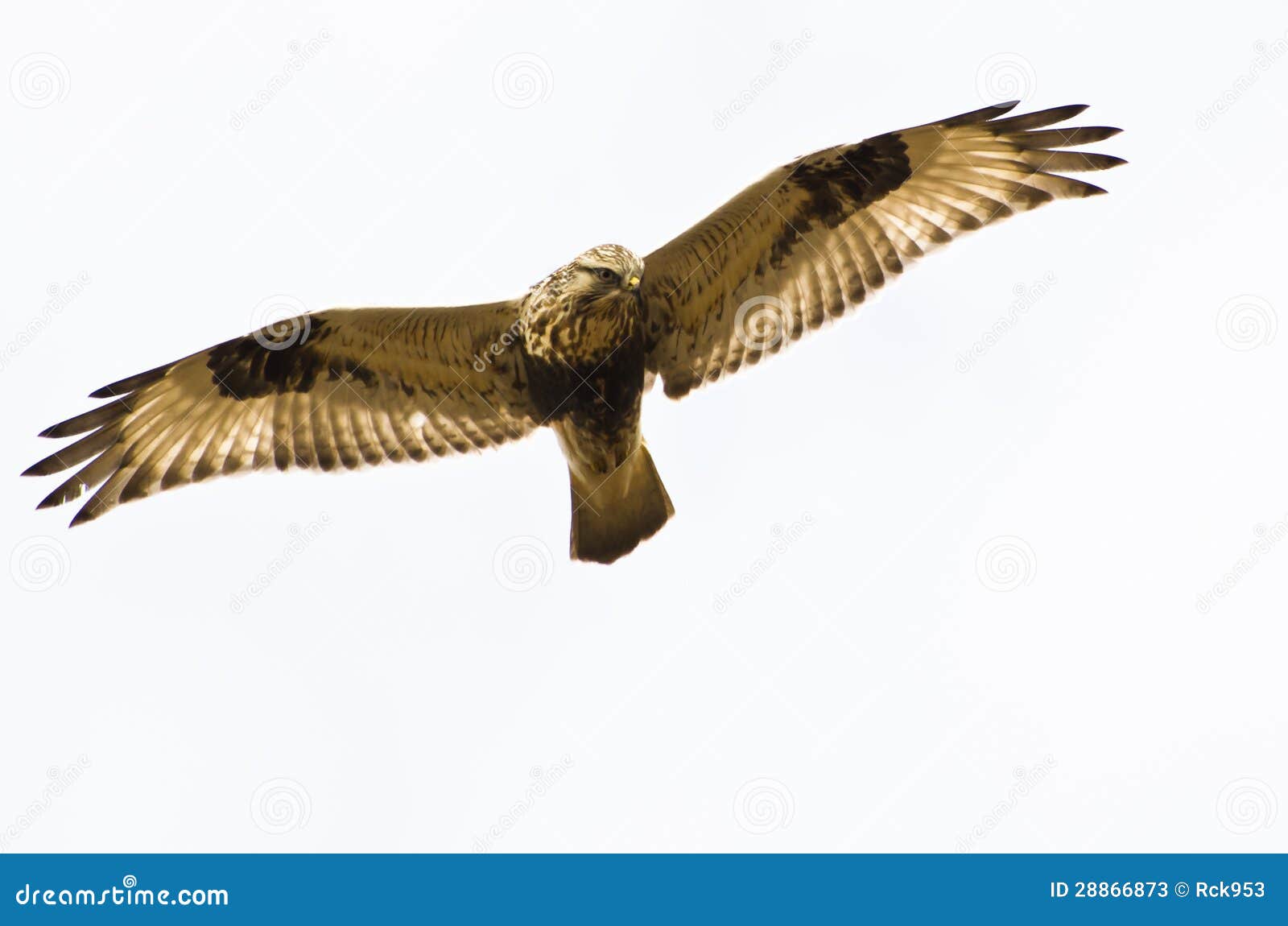 Rough-Legged Hawk on White Background Stock Image - Image of bird, wild ...