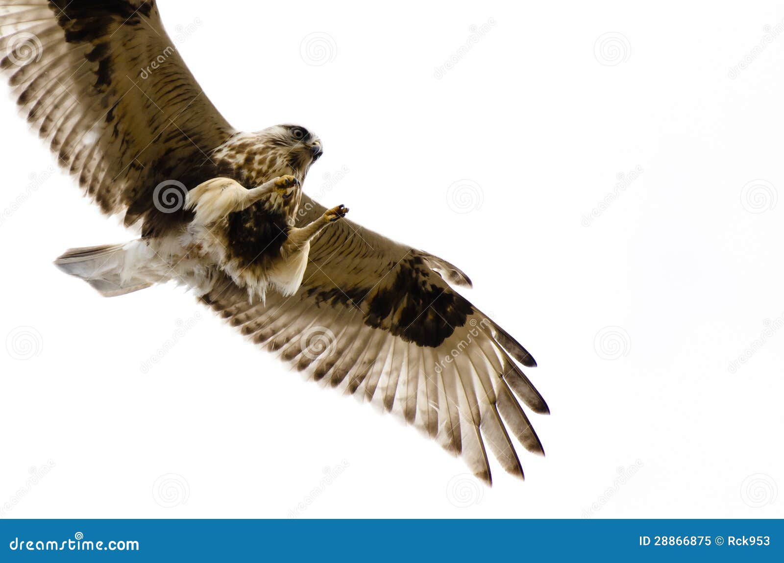 Rough-Legged Hawk on White Background Stock Image - Image of nature ...