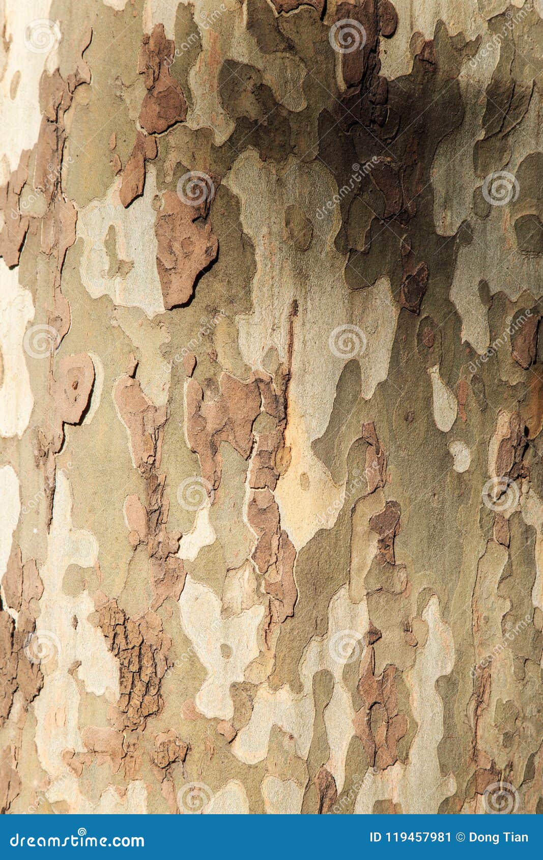 Tree surface stock image. Image of tree, trunks, wood - 119457981