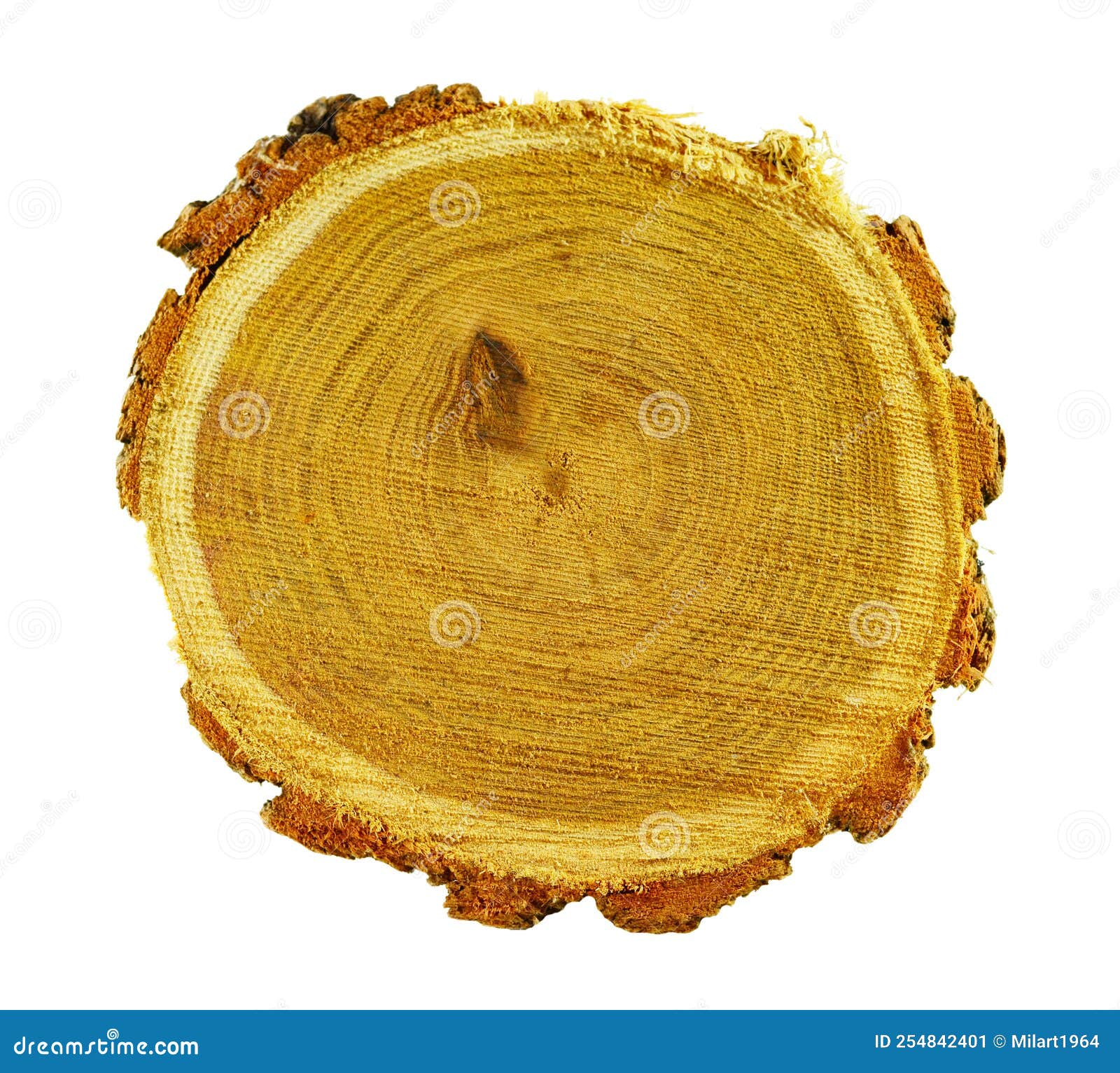 Rough Log Circle Cut Isolated on White Background. Stock Image - Image ...