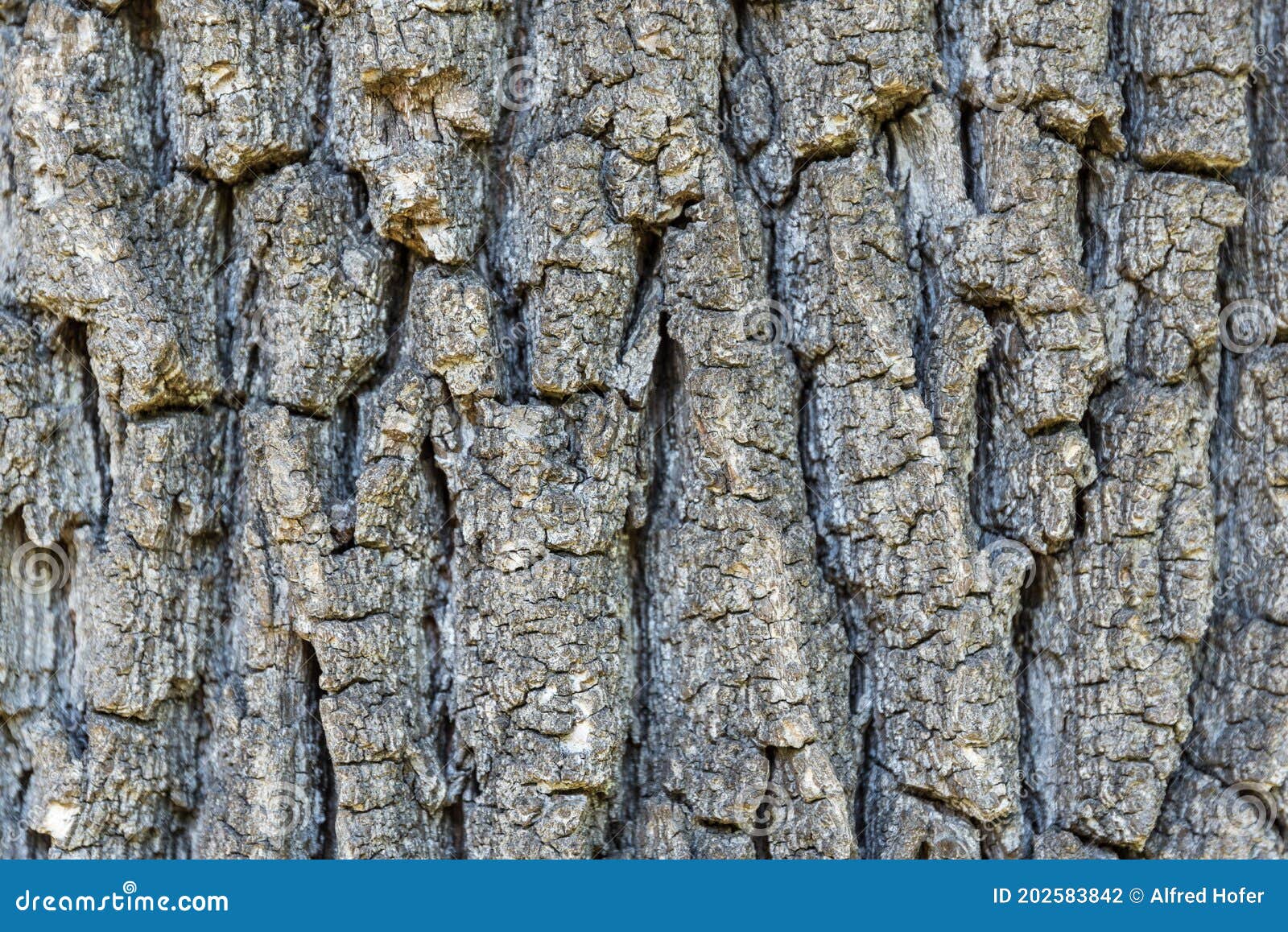 Bark of an Oak Tree - Close-up Stock Photo - Image of rind, treetrunk ...