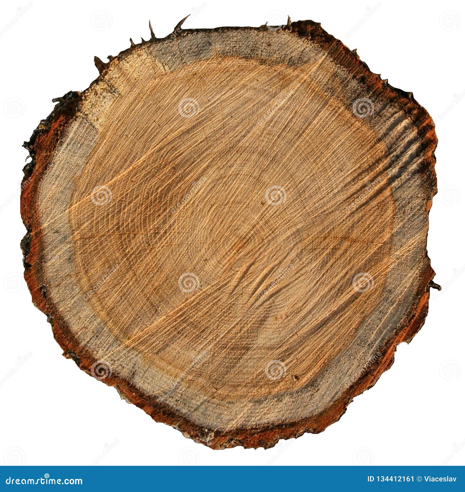 Rough Oak Circle Cut Isolated on White Background Stock Image - Image ...