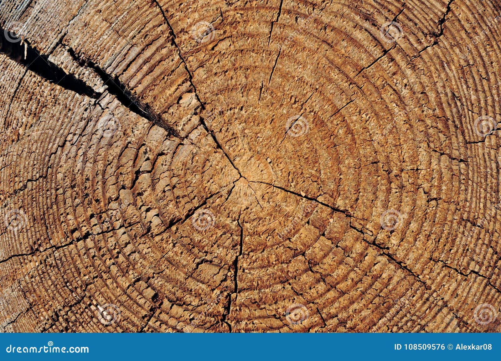 Weathered wooden cut stock photo. Image of circle, growth - 108509576