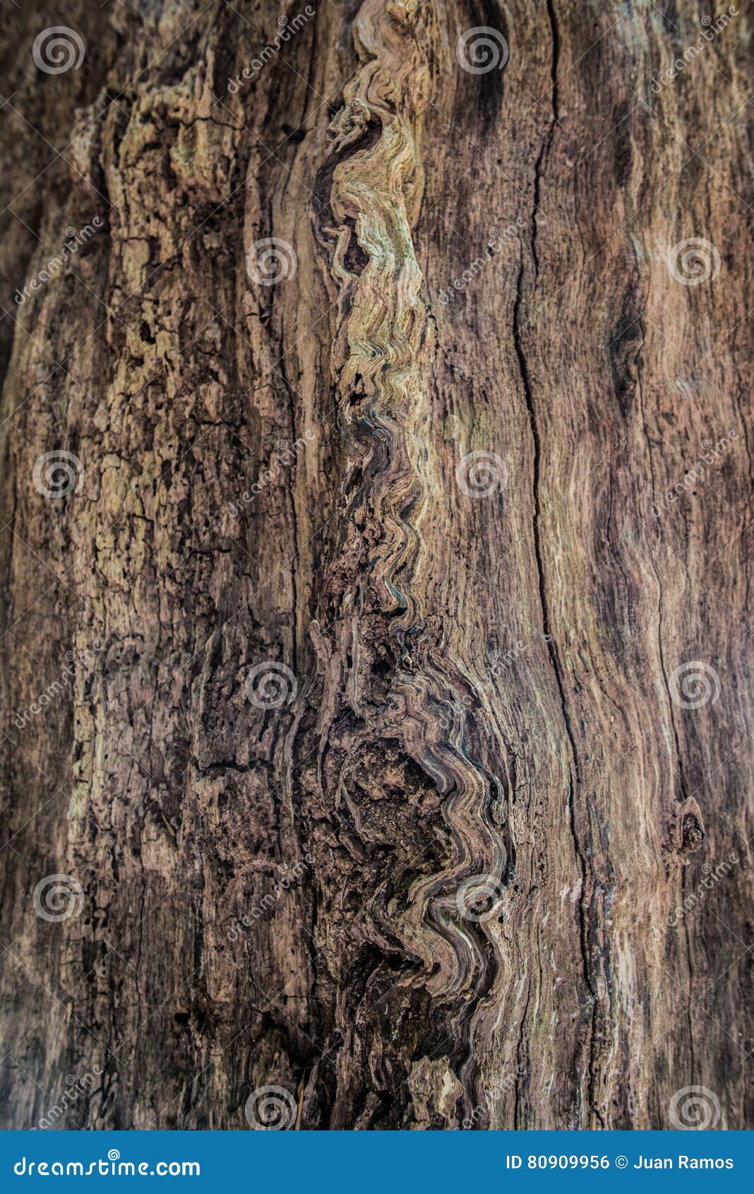 Rough Old Tree with Peeled Off Bark Stock Photo - Image of outdoor ...