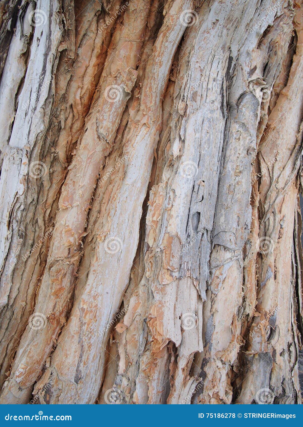 Rough Paper Bark Gum Tree Bark in a Park Stock Photo - Image of layers ...
