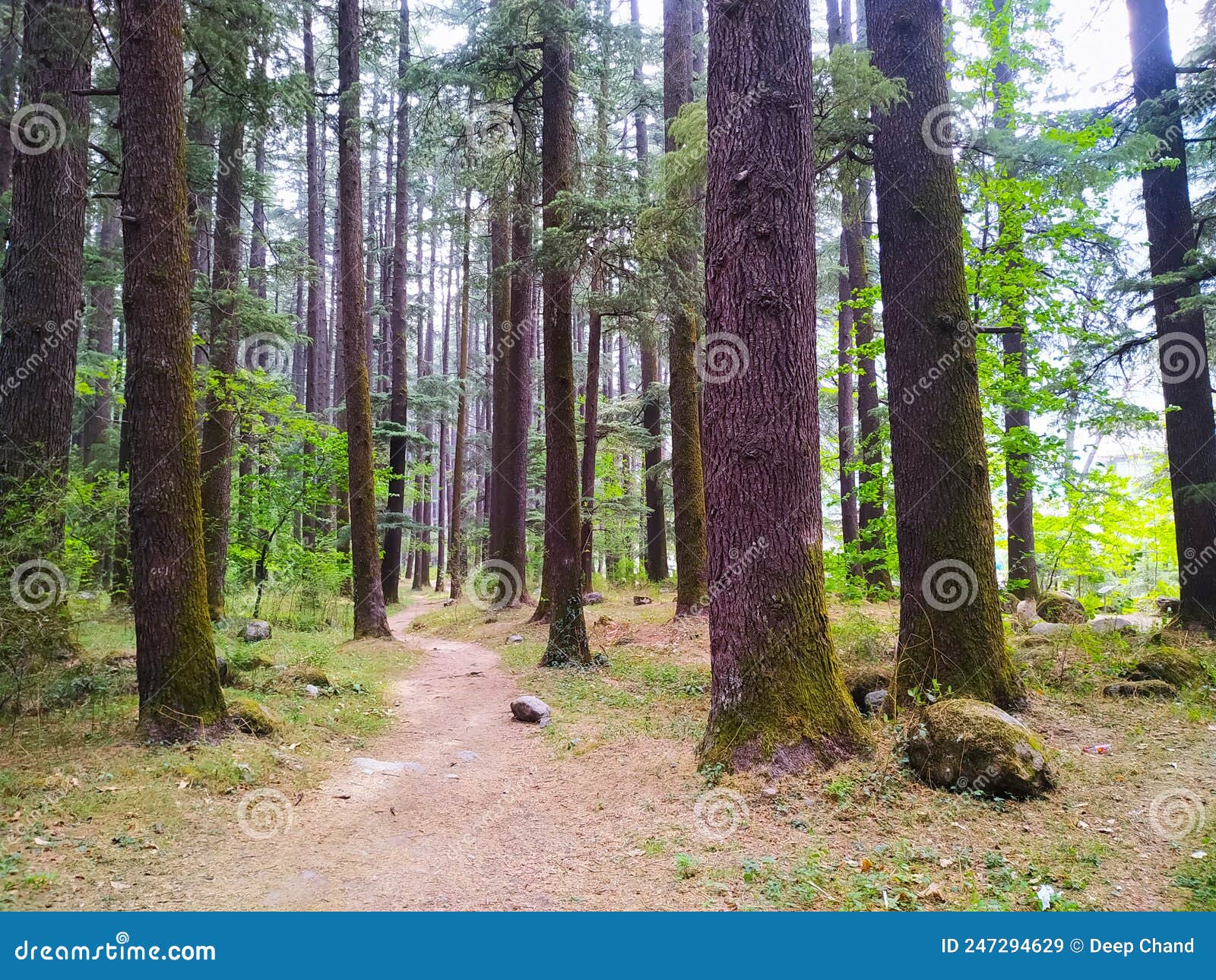 Rough Path in a Forest of Pine Trees Stock Image - Image of grass ...