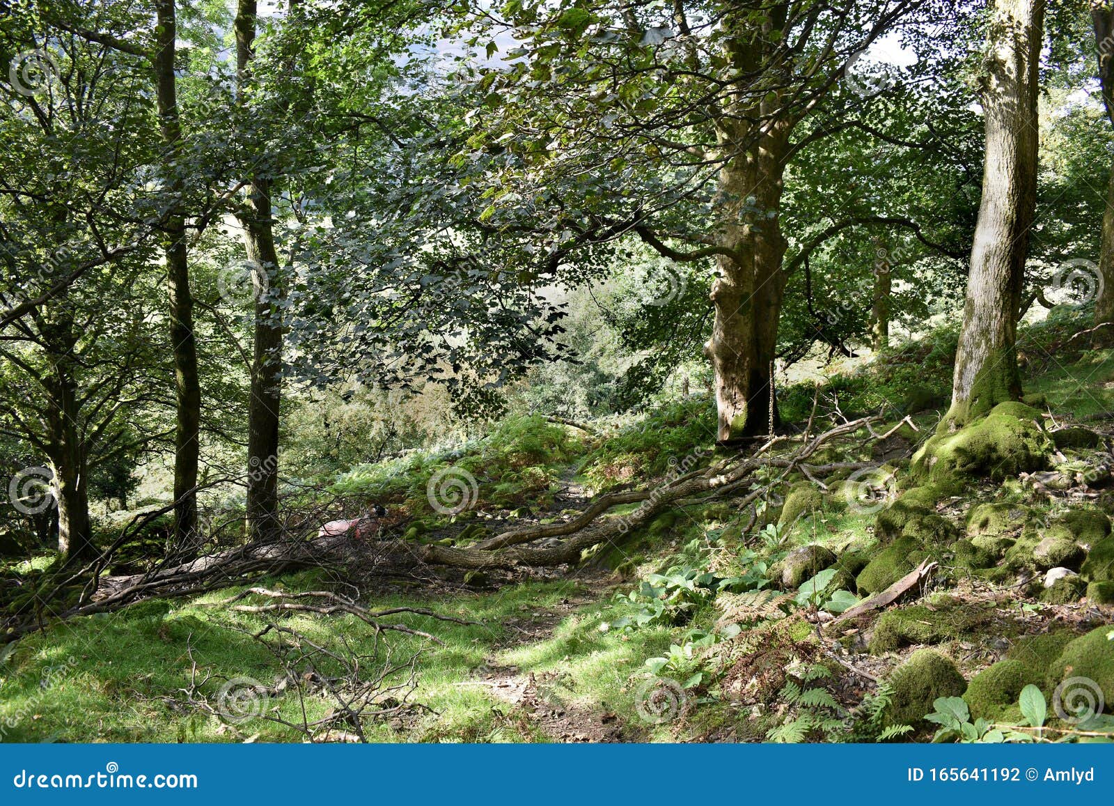 Rough path in forest stock photo. Image of branch, crooked - 165641192